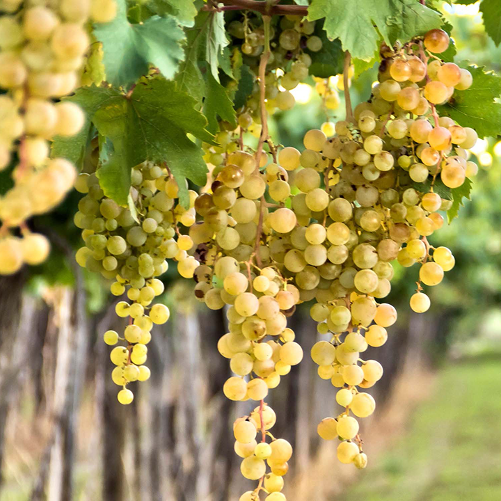 The Genealogy of Grape Varietals – SOMM&SOMM