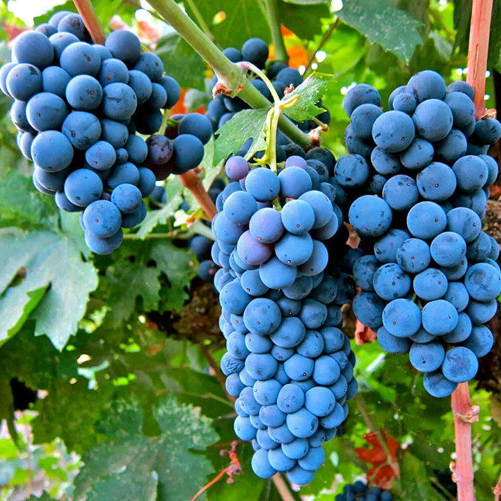 The Genealogy of Grape Varietals – SOMM&SOMM