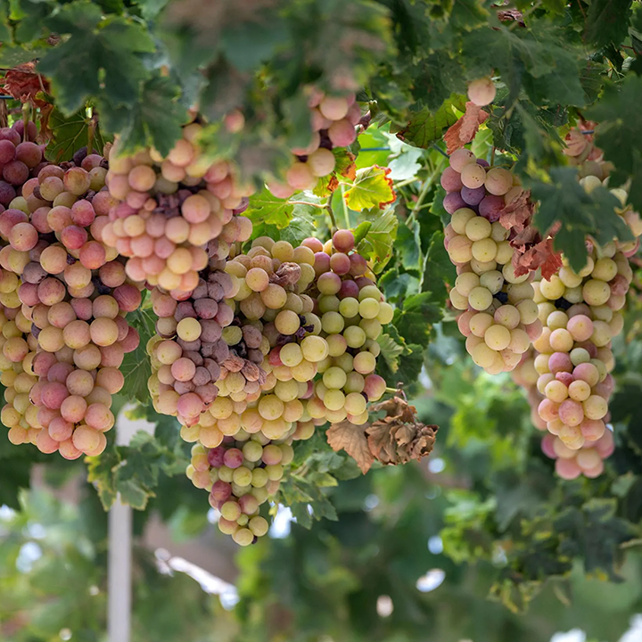 Discovering the Elegance of Cortese di Gavi: A Northern Italian ...