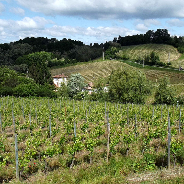 Discovering the Elegance of Cortese di Gavi: A Northern Italian ...